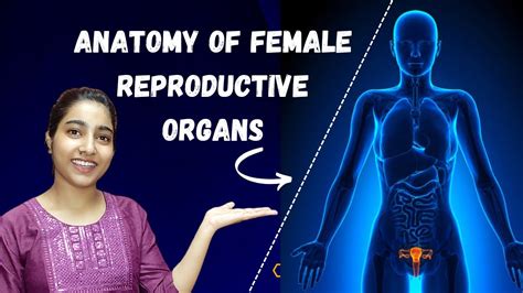 Anatomy Of Female Reproductive System Biology Diagrams Clara Thatecher