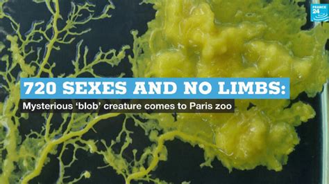 720 Sexes And No Limbs Mysterious ‘blob Creature Comes To Paris Zoo