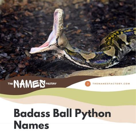 340 Unique Ball Python Names To Get Inspired Now