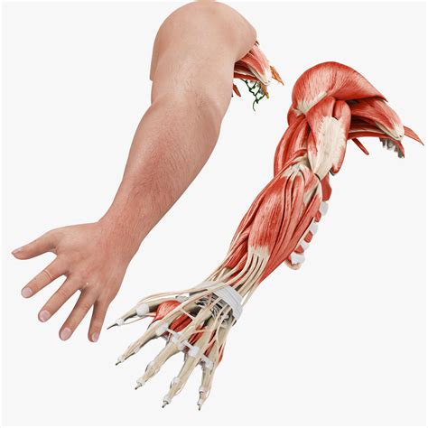 3d Model Complete Human Arm Anatomy Vr Ar Low Poly Cgtrader