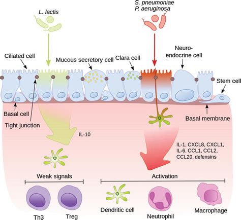 What Is Limulus Amebocyte Lysate Lal And Its Applicability In Endotoxin Quantification Of