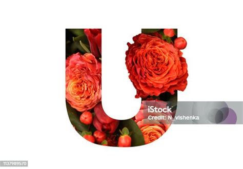 밝은 디자인에 대 한 실제 붉은 오렌지 장미에서 꽃 글꼴 문자 U 개념 아이디어에 대 한 꽃의 세련 된 글꼴 0명에 대한 스톡 사진 및 기타 이미지 Istock