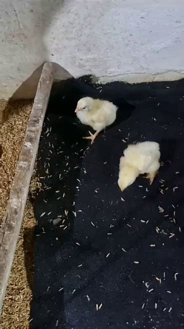 Lame Chicks Detection Object Detection Dataset And Pre Trained Model By