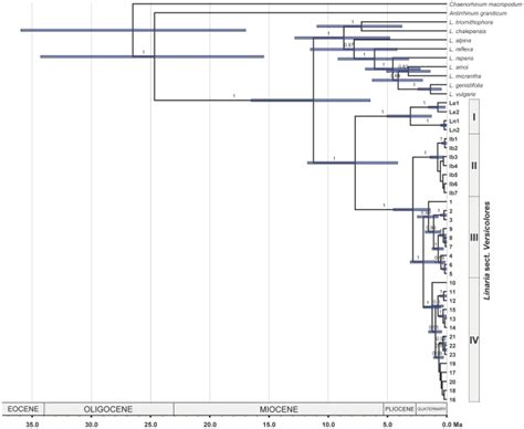 Maximum Clade Credibility Tree Produced By Relaxed Molecular Clock