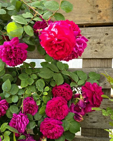 იელის ფალსტაფი 25 Facebook