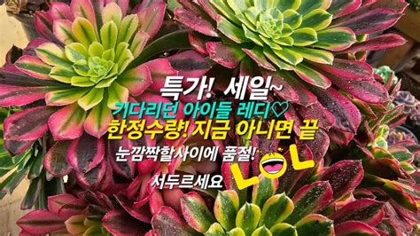 2024년 1월26일多肉植物국민다육 방문구매3개5000원선녀와나무꽃화분다육신상안내다육금화분택배다육택배다육이