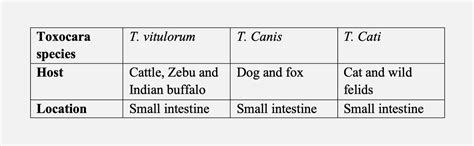 Toxocariasis Gastrintestinal Nematodiasis By Toxocara Species