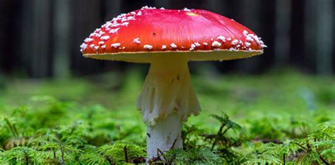 Most Plant Friendly Fungi Are A Mystery To Scientists World News Intel