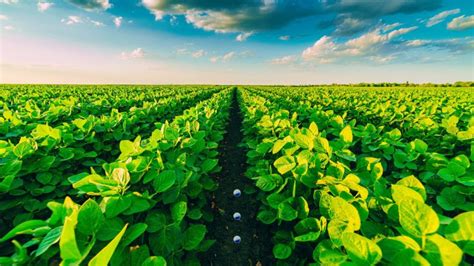 How Microencapsulation Boosts Sustainable Agriculture Spray Tek