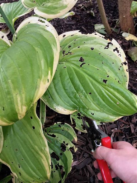 Hosta Cutting For The Winter