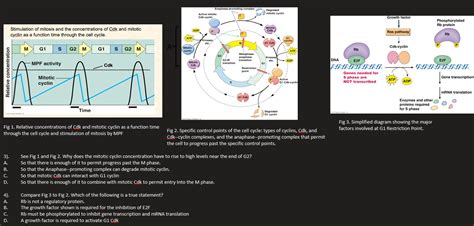 Stimulation Of Mitosis And The Concentrations Of Cdk