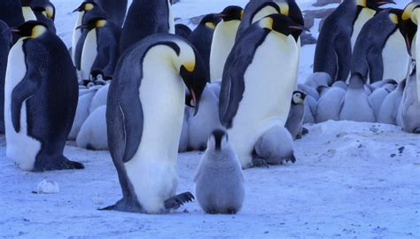 아빠펭귄이 부르자 반응하는 새끼펭귄 gif 인스티즈 instiz 이슈 카테고리 아빠펭귄이 부르자 반응하는 새끼펭귄 gif 인스티즈 instiz 이슈 카테고리