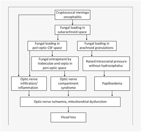 The Pathogenesis Of Cryptococcus Induced Visual Loss Cryptococcus Free Transparent PNG