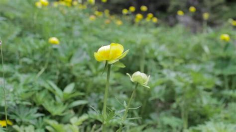 Grassette Bilder Durchsuchen 101 Archivfotos Vektorgrafiken Und