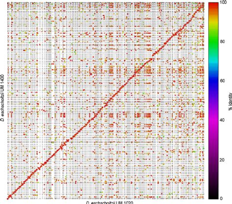Dot Plot Representing Whole Genome Comparison Between Um 1400 And Um
