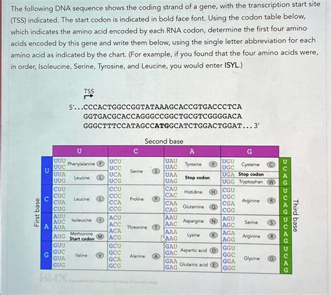 The Following Dna Sequence Shows The Coding Strand Of A Gene With The