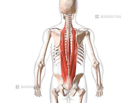 Erector Spinae Biodigital Anatomy