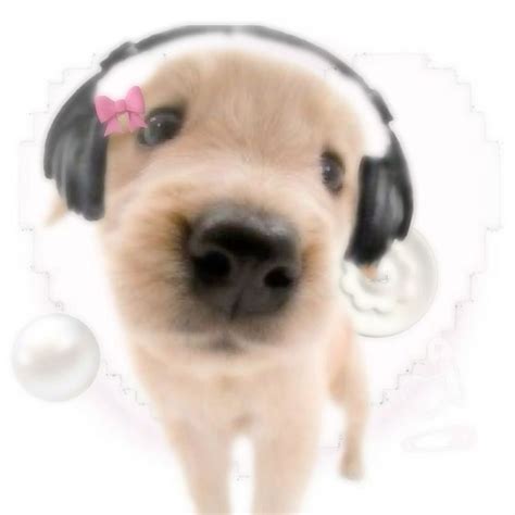 Pin By Johnnycageenjoyer On Pfp Dog Emoji Cute Profile Pictures Pin By Johnnycageenjoyer On Pfp Dog Emoji Cute Profile Pictures