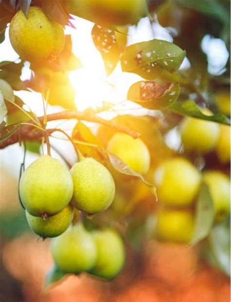 How To Water A Pear Tree Mehrabyan Nursery
