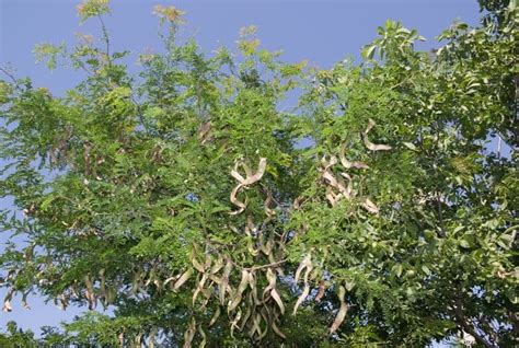 Different Types Of Locust Trees With Pictures Conserve Energy Future