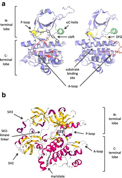 Protein Kinase Structure At Curtis Dolan Blog
