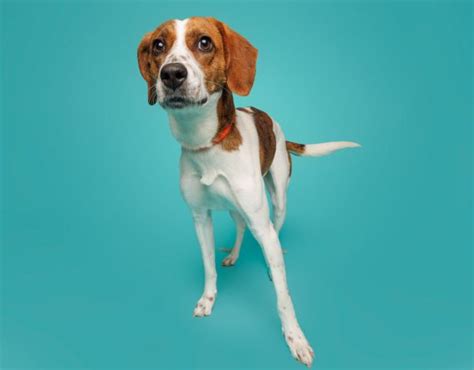 Parsnip The Animal Protection Society Of Durham Parsnip The Animal Protection Society Of Durham