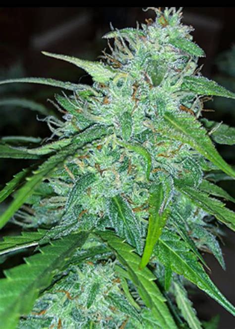 Devil Xxl Autoflowering Strain Info Devil Xxl Autoflowering Weed By