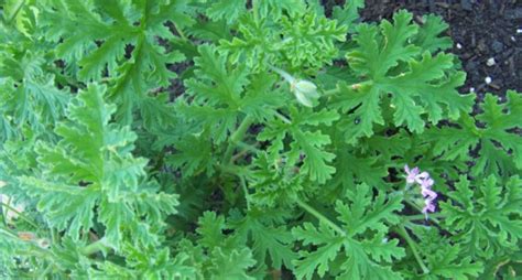 Забравената рецепта с индрише и мед на Петър Димков МОЩНО СРЕДСТВО срещу тумори и диабет За