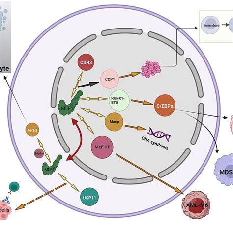 Schematic Representation Of Human Myeloid Leukemia Factor 1 Mlf1 Download Scientific Diagram