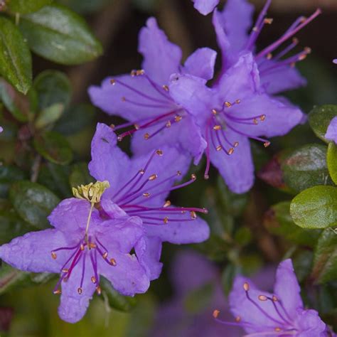 Buy Dwarf Rhododendron Rhododendron Impeditum £2499 Delivery By Crocus
