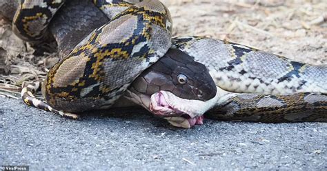 Cobra Vs Python Size Speed And Attack Abilities Compared