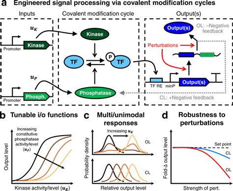 Overview Of Engineered Covalent Modification Cycle A A Covalent Download Scientific Diagram