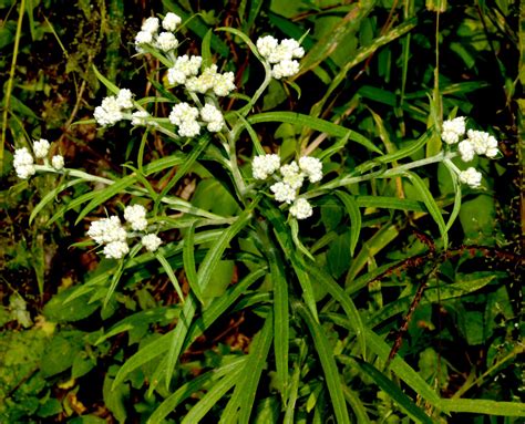 Anaphalis Triplinervis Eflora Of India