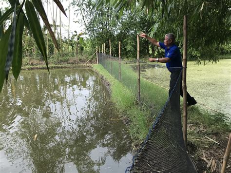 Guiltless Getaways How To Make Vermicast Simple Vermicomposting Tips Itik Pinas Housing And