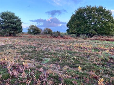 Chailey Common Southdowns Orienteers
