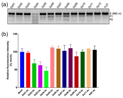 8 17 Dnazyme Silencing Gene Expression In Cells Via Cleavage And Antisense