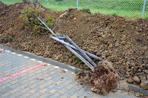 The Exposed Root System Of A Oak Tree With Its Roots Exposed On Epping