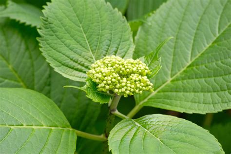 12 Reasons Your Hydrangea Isnt Blooming And How To Fix It Global