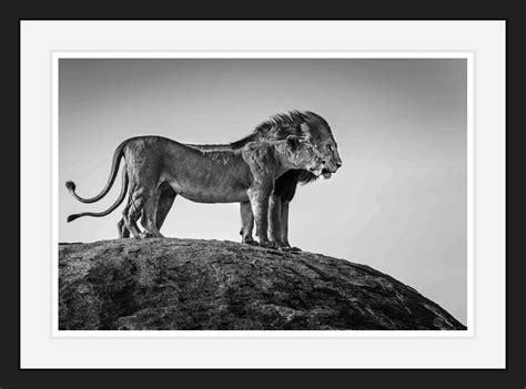 Limited Edition Fine Art Prints — Fine Art African Wildlife Photography
