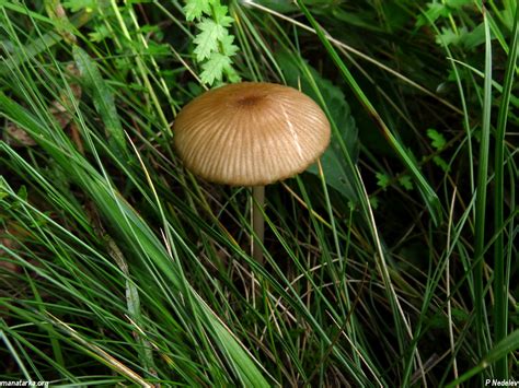 Entoloma Longistriatum « Сайт за гъбите в България