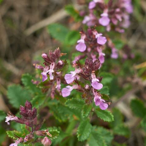 Teucrium Lucidrys Gamander Vaste Tuinplanten