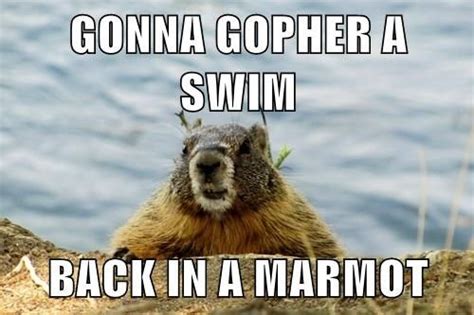 Gonna Gopher A Swim Back In A Marmot Marmot Belly Laughs Swimming Gonna Gopher A Swim Back In A Marmot Marmot Belly Laughs Swimming