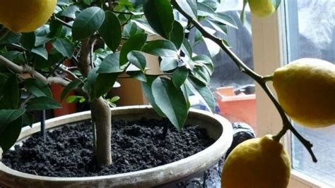 Самые полезные комнатные растения для детской Mp4 Смотреть онлайн в поиске Яндекса по Видео