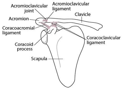 Imageligaments Of The Shoulder Joint Msd Manual Consumer Version