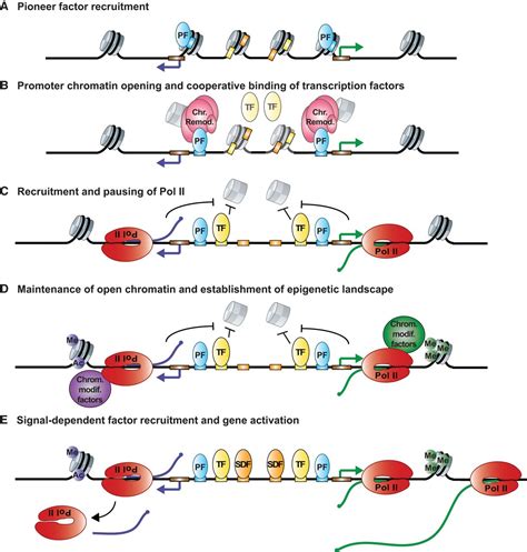 The Importance Of Controlling Transcription Elongation At Coding And Noncoding Rna Loci