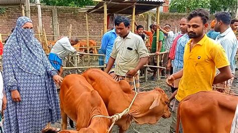 আজ ৯ জুলাই নরসিংদির খামারী কেমন দামে দেখে শুনে শাহীওয়াল জাতের ষাঁড়
