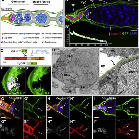 Germline Stem Cell Niche Bm Organization Download Scientific Diagram