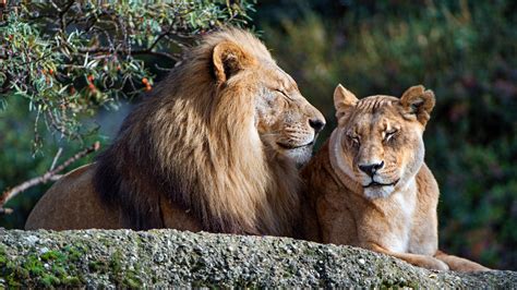 Lion And Lioness Wallpapers Wallpaper Cave