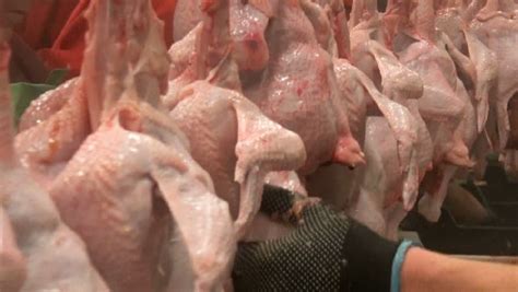 Processed Chicken Meat At Rs 250 In Sangli Id 5264224 Chavan Patil