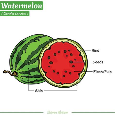 Watermelon Structure Diagram Watermelon Structure Vector Illustration